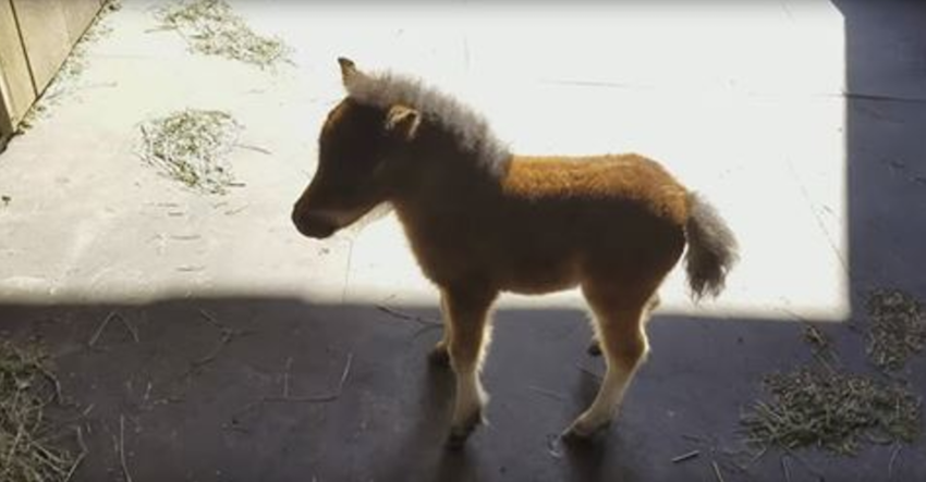 Miniature Horse Chases Cameraman